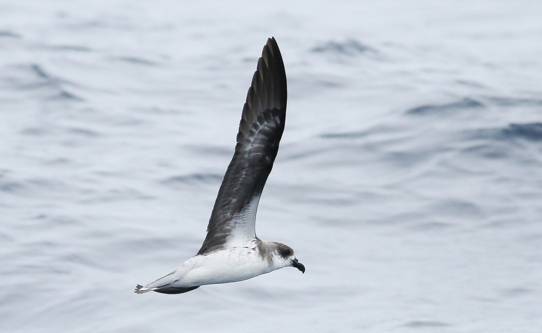 Seabird Diversity – Seabirding
