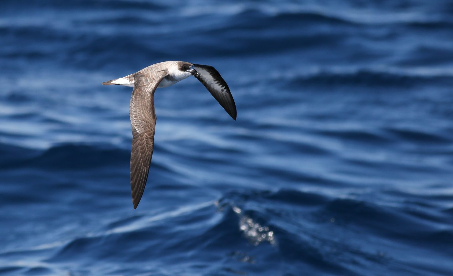 Black-capped Petrel – Seabirding